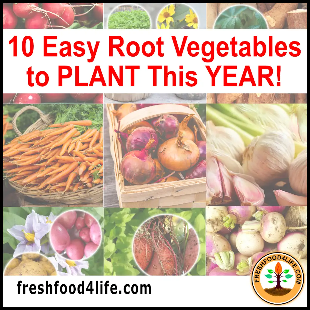 10 EASY Root Vegetables To Grow This YEAR! - FRESHFOOD4LIFE.COM