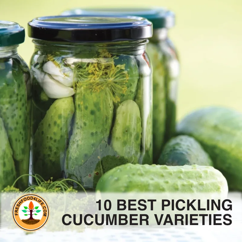 The Top 10 Best Cucumbers For Pickling - FRESHFOOD4LIFE.COM
