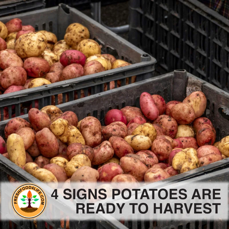4 Clear Signs To Know When To Harvest Potatoes - FRESHFOOD4LIFE.COM
