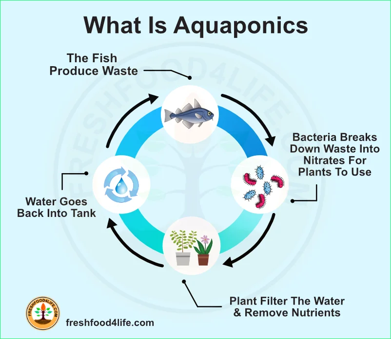 A Home Aquaponic Garden System For Better Food Security ...